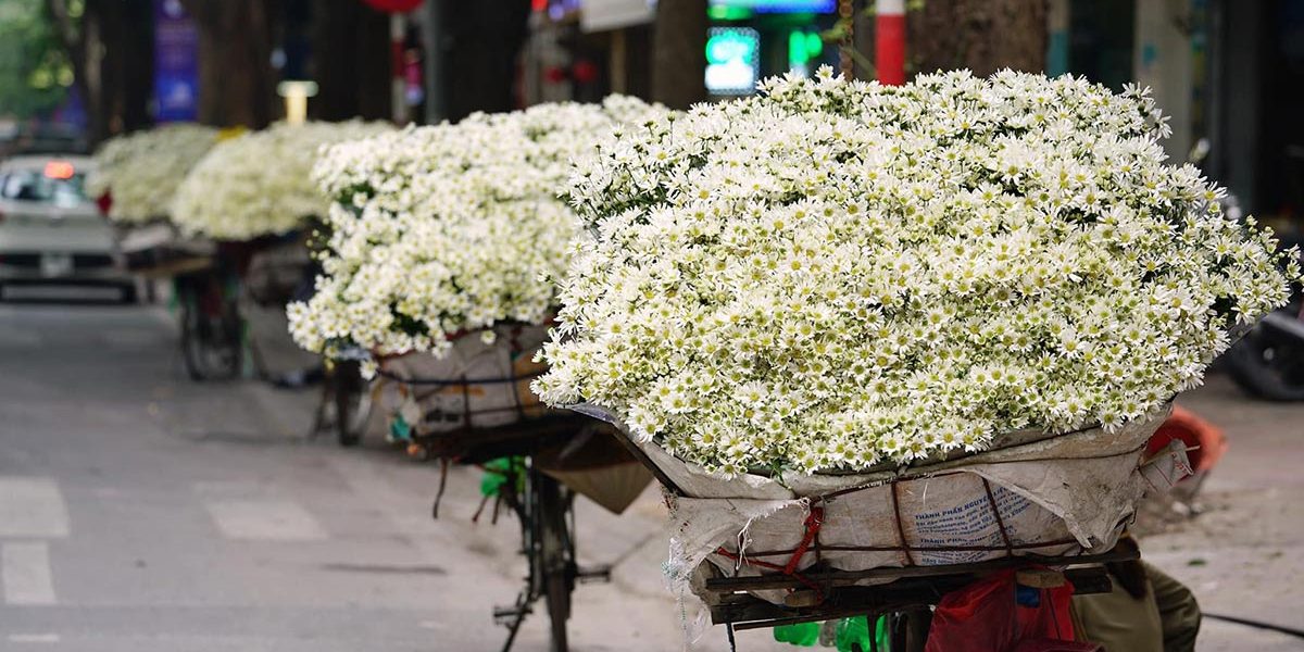 Daisy season livens up Hanoi ambiance - Vietnam Discovery Travel