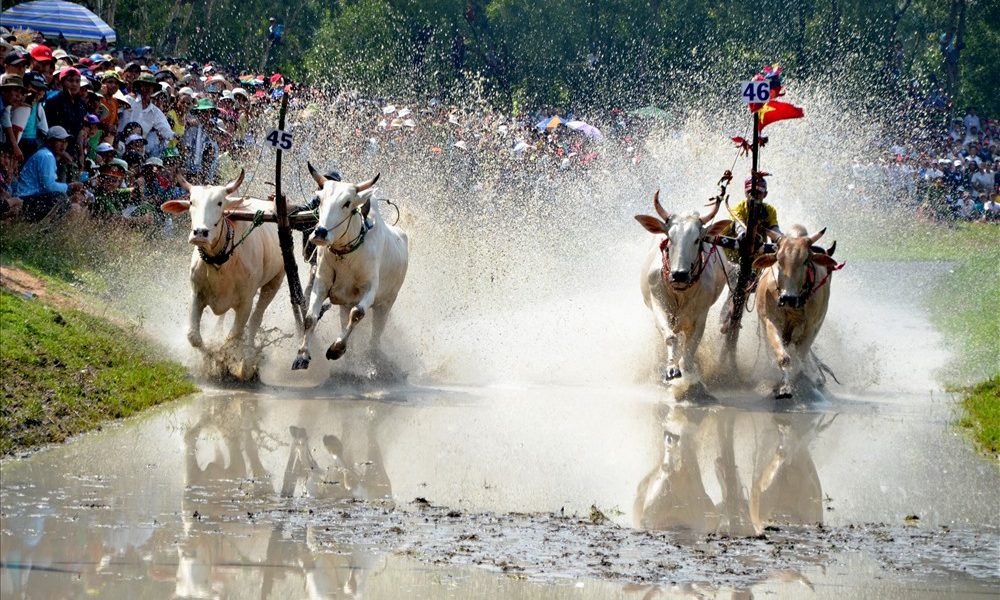 Ox race show draws large crowds in Mekong Delta - Vietnam Discovery Travel