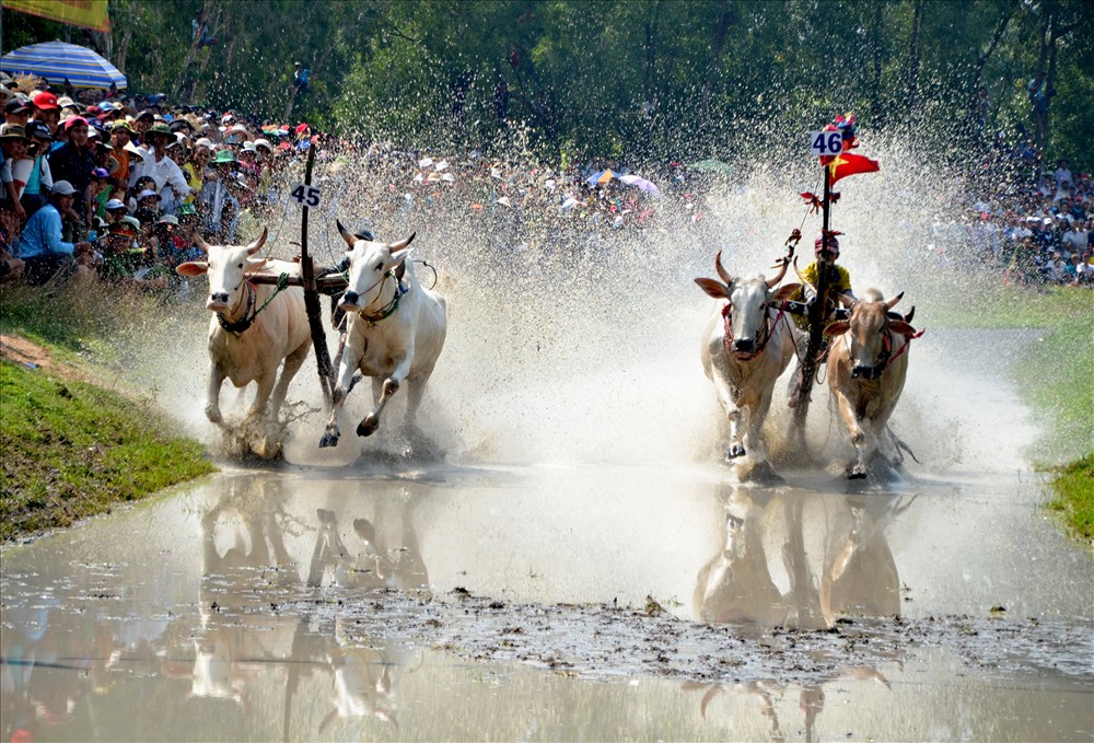 Ox race show draws large crowds in Mekong Delta - Vietnam Discovery Travel
